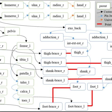 Model Tree Of The Human Exoskeleton Combined Model In Opensim
