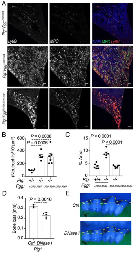Neutrophil Netosis Is A Trigger For Oral Mucosal Immunopathology In Download Scientific Diagram