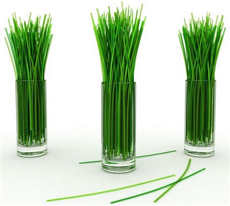 Lemongrass History Nutrition Facts Health Benefits