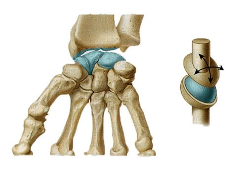 The Radiocarpal Joint The Wrist Flashcards Quizlet