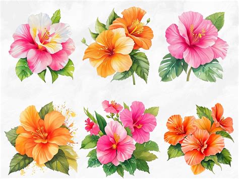 Watercolor Hibiscus Flowers Clipart 30 Png Hibiscus Clip Art Etsy