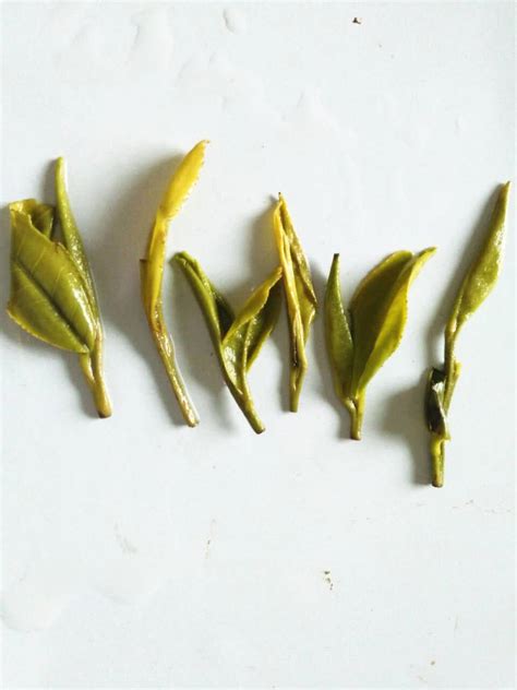 霍山黄芽2023新茶绿茶叶嫩芽春茶高山黄茶散装口粮茶即饮500g包邮虎窝淘
