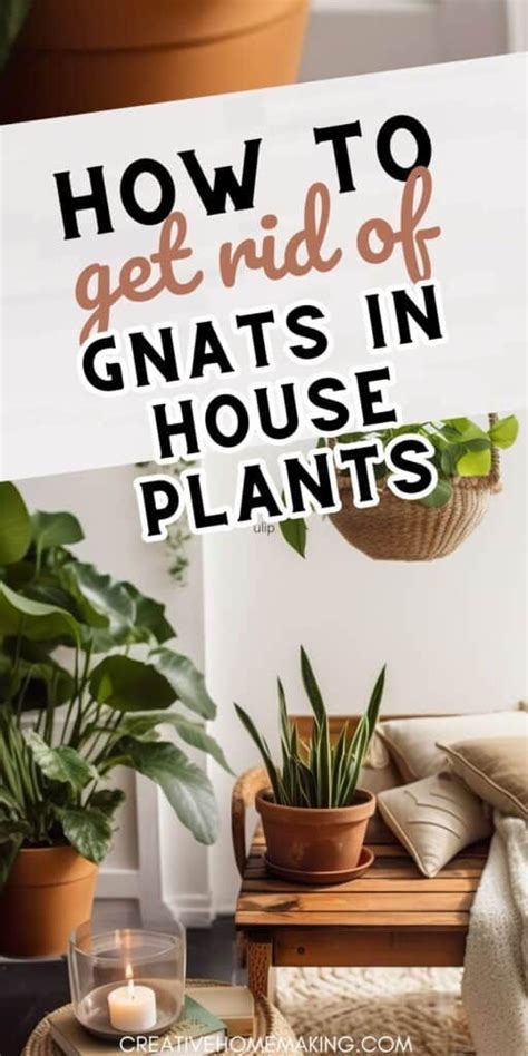 How To Get Rid Of Gnats In House Plants Gnats In House Plants How To