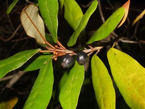 [aextoxicaceae] Aextoxicon Punctatum Fruit Cette Photo A é… Flickr