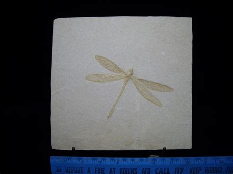 Large Fossilized “dragonfly ” In Matrix 011718m The Stones And Bones