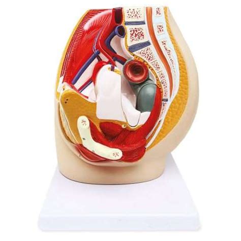 Maqueta De Pelvis Femenina Didaplay