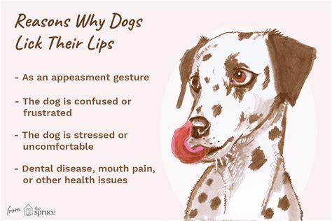 Is Lip Licking A Sign Of Stress In Dogs