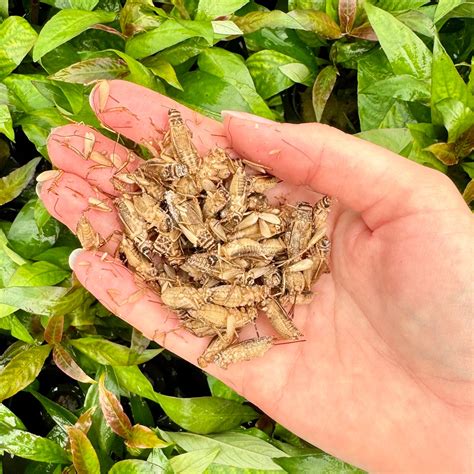 Frozen Crickets Reptile Realm Australia