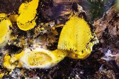 Fungus Mushroom Leucocoprinus Free Photo On Pixabay Pixabay
