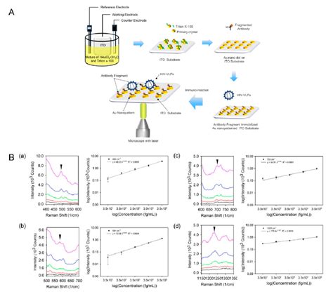 Optical Detection Of Hiv 1 Virus Based On Sers A Schematic