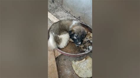 الجرو الصغير Youtube