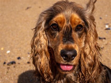 Young Cocker Spaniel On The Beach Facing The Camera Stock Image Image Of English Isolated