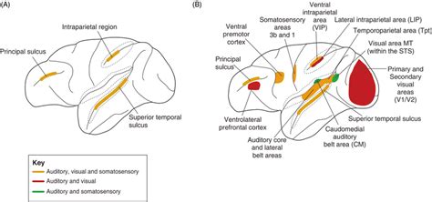 Our Evolving Understanding Of Multimodal Anatomical Connections With Download Scientific