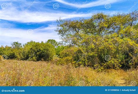 Tropical Jungle Forest Palm Trees Plant Plants Palm Tree Mexico Stock