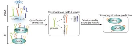 Science Aas Supplementary Materials And Press Release In Japanese
