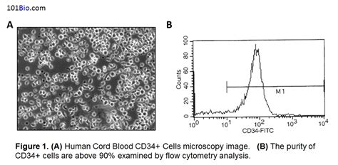 Human Cord Blood Cd34 Cells