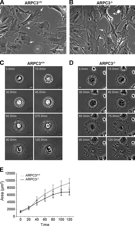 Arpc3−− Fibroblast Cells Are Deficient In Lamellipodia Formation A