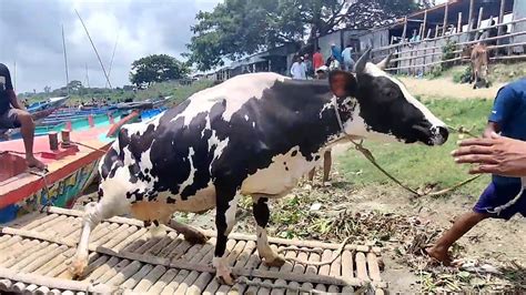 Cow Unloading From Boat At Very Popular Village Cattle Market Part 1