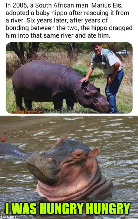 Hungry Hippo Memes