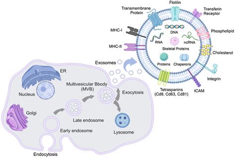 Exosome Biogenesis And Its Contents Exosome Formation Is A Function Of Download Scientific