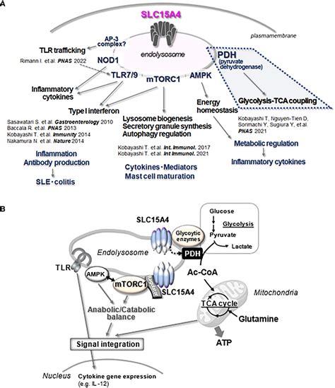 Frontiers Metabolic Control From The Endolysosome Lysosome Resident