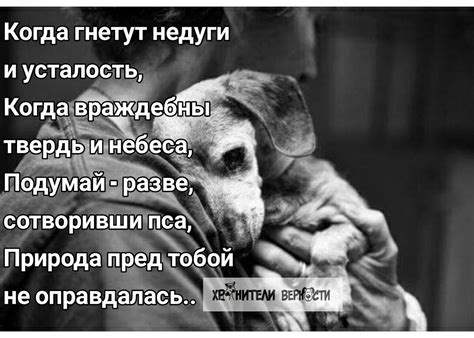 Берегите и любите животных сейчас так тяжело стало Кураторы