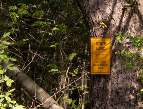 New 310 Acre Nys Wildlife Management Area In The Town Of Willing The