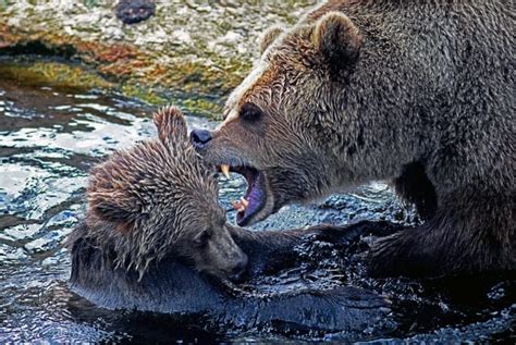 Best Bear Sprays Reviews For 2025