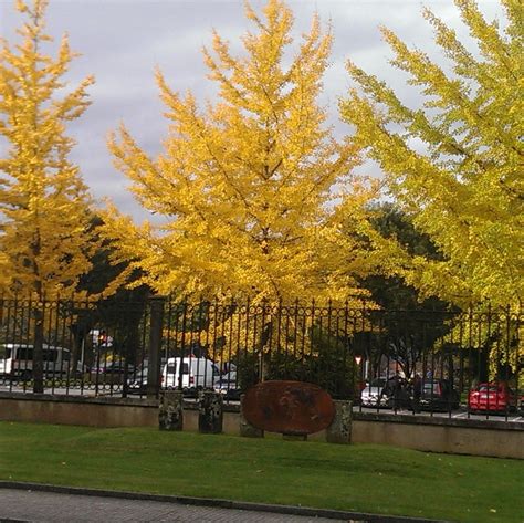 Presidential Gold® Ginkgo Ginkgo Biloba The President Servescape