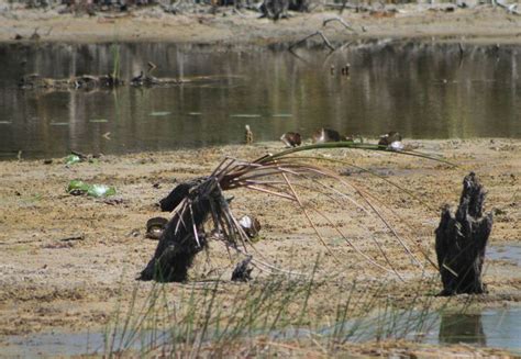 Aseguran Que Sequía No Pone En Riesgo Las Reservas De Agua En El Estado