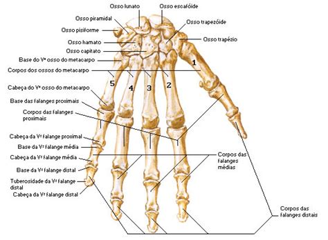Huesos De La Mano Sistemas Aula De Anatomia