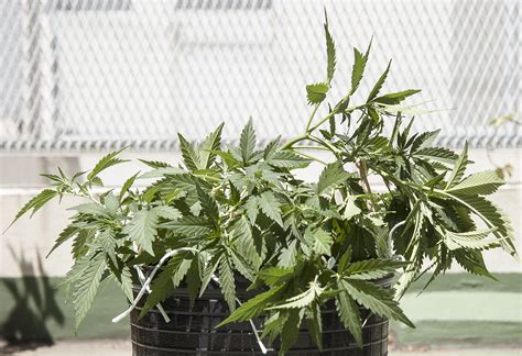 ¿cómo Se Aplica El Lst En El Cultivo De Cannabis