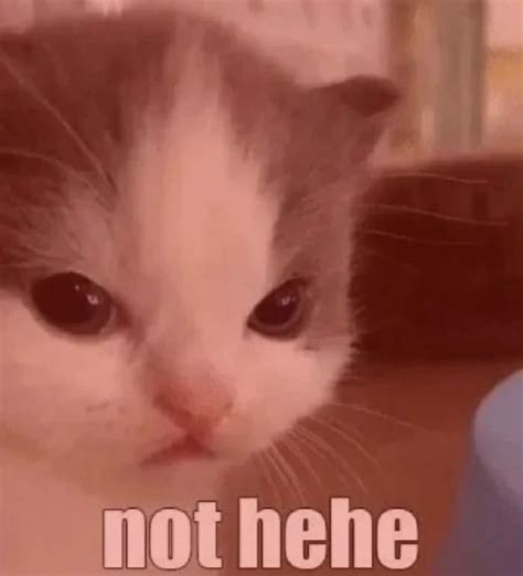 Angry Cat Funny Cat Memes Cat Memes Cute Memes