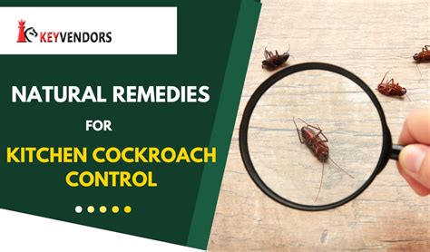 Diy Kitchen Cockroach Control Effective Natural Remedies