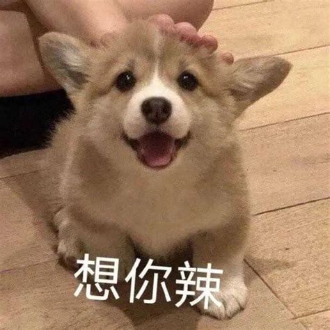 如何看待微信表情包上限变成999？ 知乎