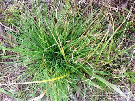 Plant Identification Closed Small Soft Thin Blade Tufts Of Grass 1