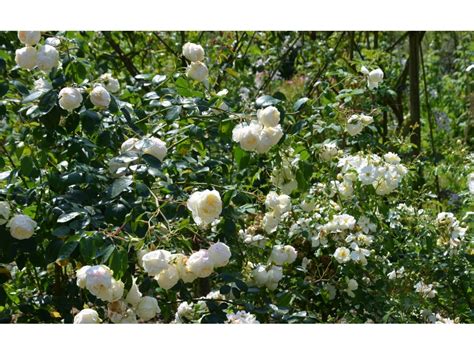 Agapi Naveki Pépinière Mela Rosa