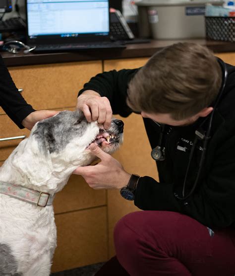 Dentistry Longmont Small Animal Hospital