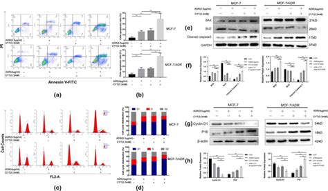Cyt Combined With Adr Intensified Apoptosis And Inhibited The Cell