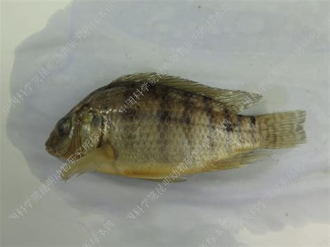 尼罗罗非鱼 Tilapia nilotica 物种库 国家动物标本资源库