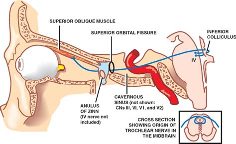 Cranial Nerves Neupsy Key
