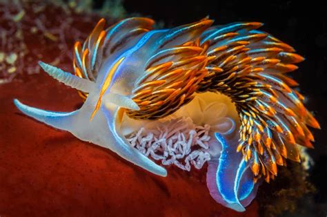 Nudibranch Sea Slug