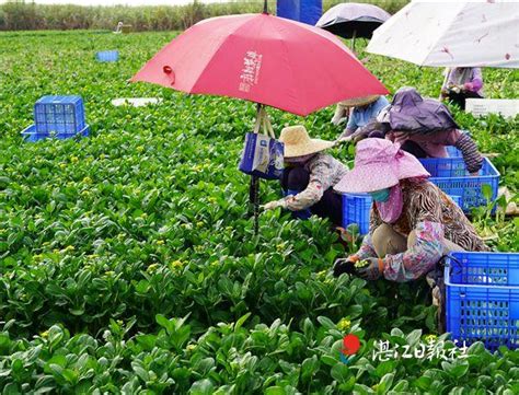 遂溪县乌塘镇边板村蓝盛蔬菜基地收割忙 村民在家门口就业湛江云媒（湛江新闻网）