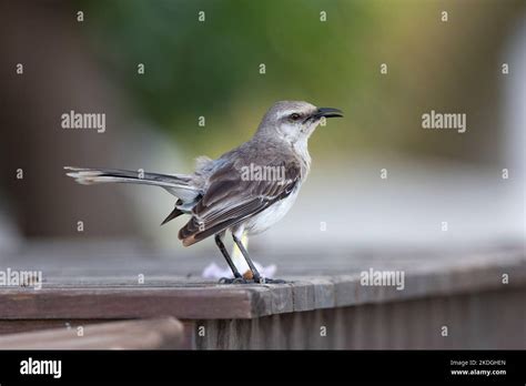 Tropical Mockingbird Mimus Gilvus Adult Perched On Fence Captain Don