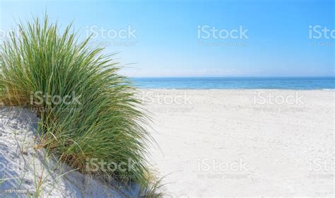 섬 헬고랜드 모래 언덕의 해안에서 맑은 하늘과 햇빛에 마람 잔디와 모래 언덕 독일 사구 지형에 대한 스톡 사진 및 기타 이미지 사구 지형 독일 북해 지역 클로즈업