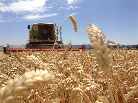Agroturismo Arkaia La Cosecha De Cereal En Arkaia