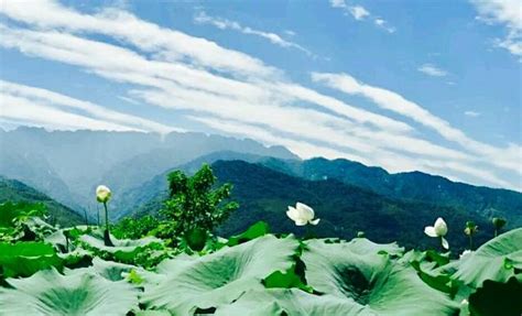 2025王莽乡千亩荷花门票西安王莽乡千亩荷花游玩攻略王莽乡千亩荷花游览攻略路线地址门票价格 【去哪儿攻略】