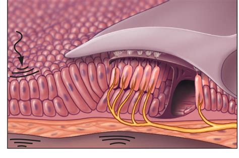 Diagram Of Biol 305 Organ Of Corti Quizlet