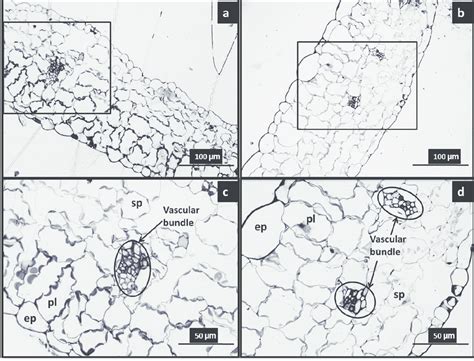 Light Micrographs Of Cross Semithin Sections Of Leaf Of B Napus A And