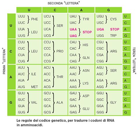 Little Science Codice Genetico